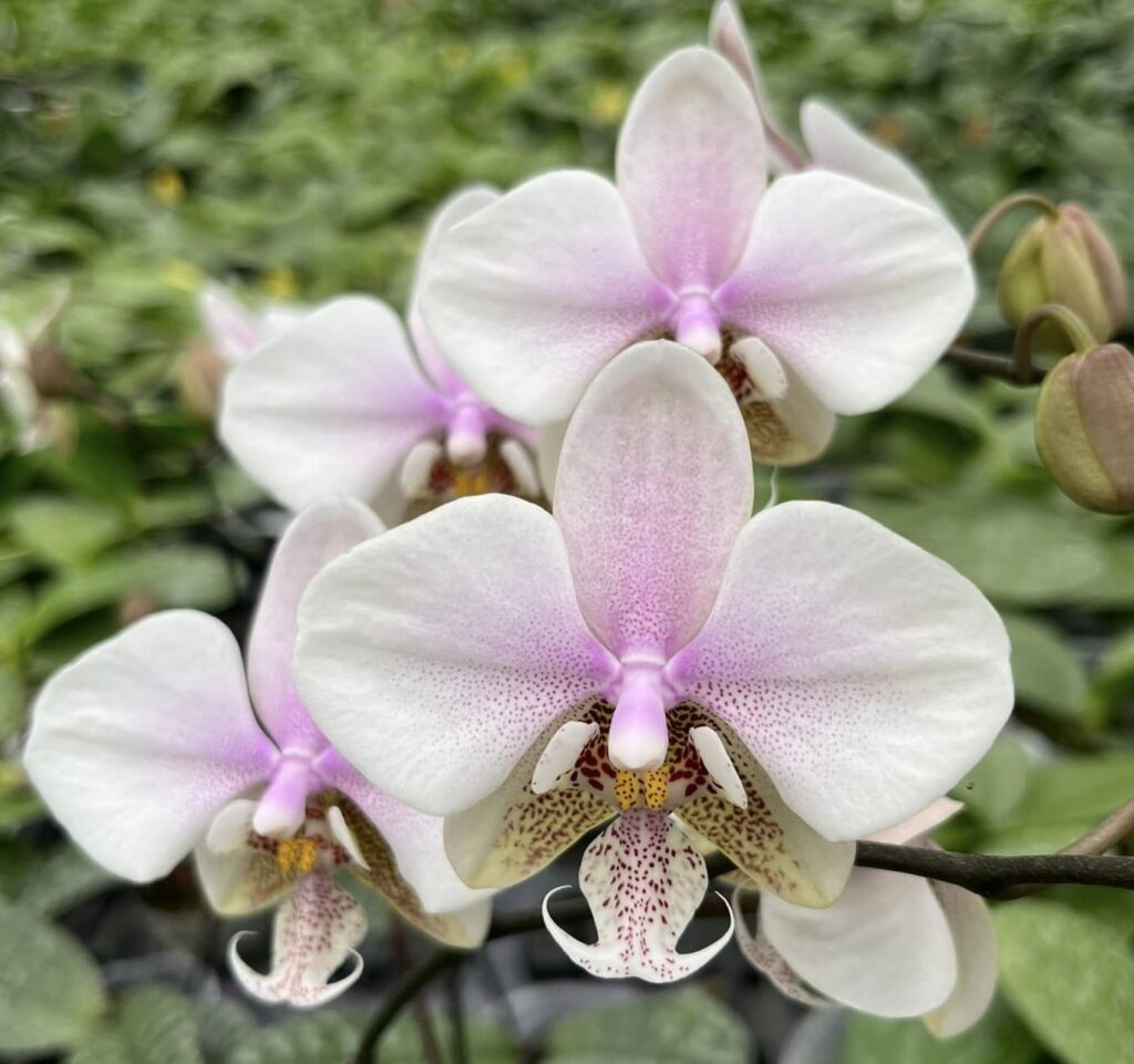 Phal. stuartiana yellow x phal. schilleriana stripe
