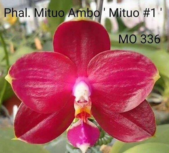 Phal. Mituo Ambo Mituo1 / Орхидеи