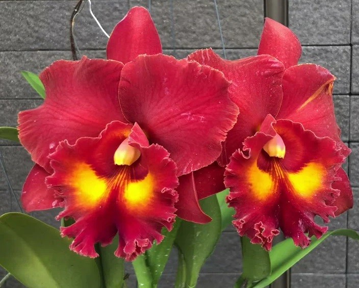 Rhyncholaeliocattleya Siam Red / Орхидеи купить Алматы